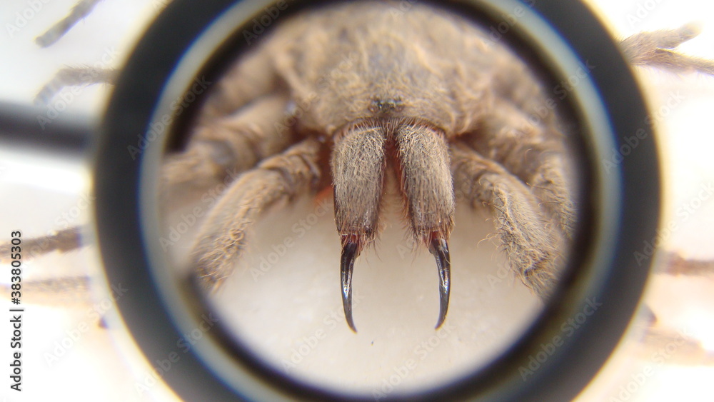 Tarantula , Spider Tarantula fangs Close up female of Spider Tarantula ...