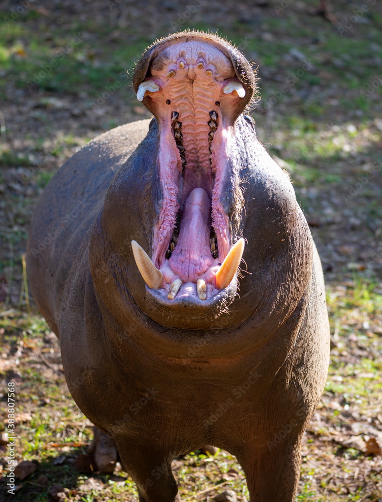 Pygmy Hippo Mouth