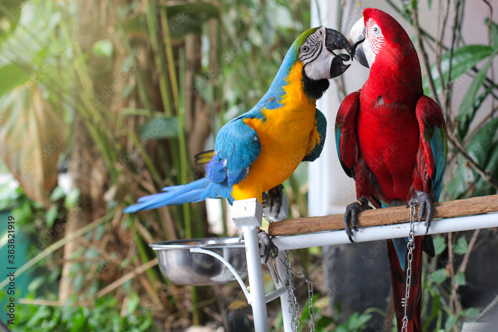 Beautiful scene of macaw couple, kissing moment. Stock Photo | Adobe Stock