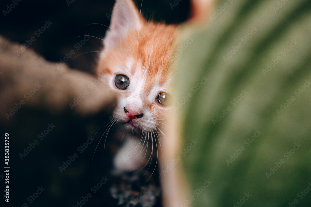Curious and shy little red cat. Small fluffy striped red kitten for the ...