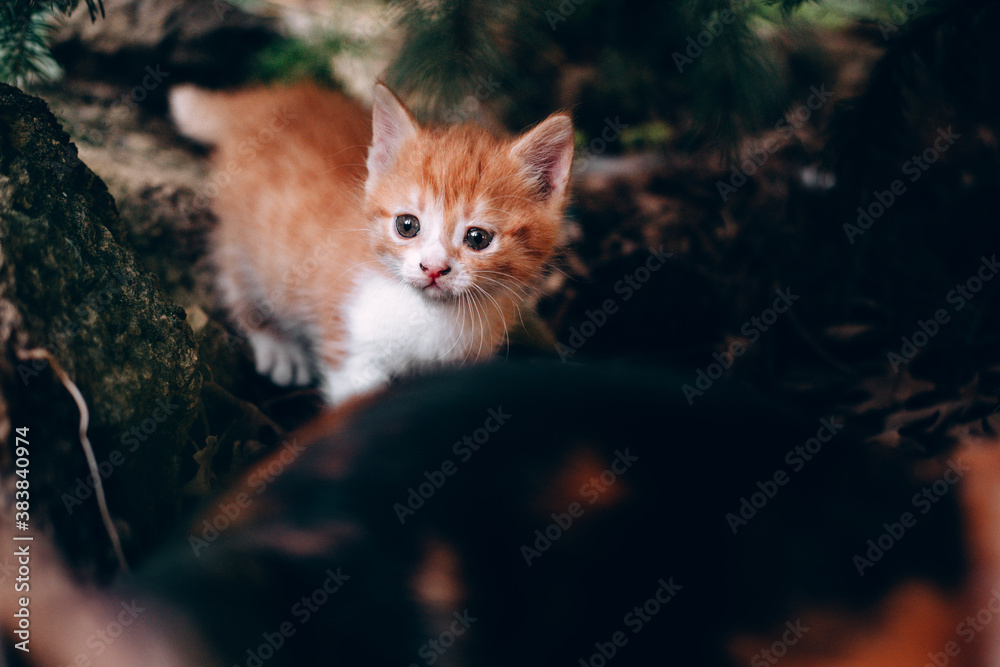 Curious and shy little red cat. Small fluffy striped red kitten for the ...