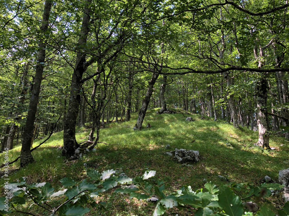 Trees and vegetation in a mixed forest in the area of the Ucka Nature ...