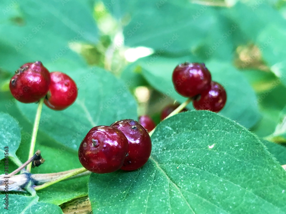 Mountain plants and diverse flora on the pastures of the Ucka Nature ...