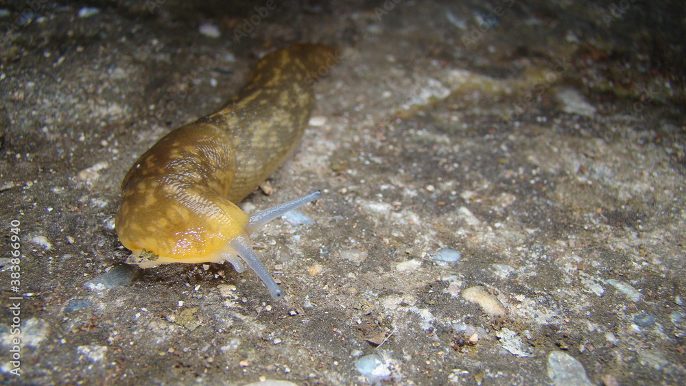 slug crawling on wetlands stump Tentacle of shell-less terrestrial ...