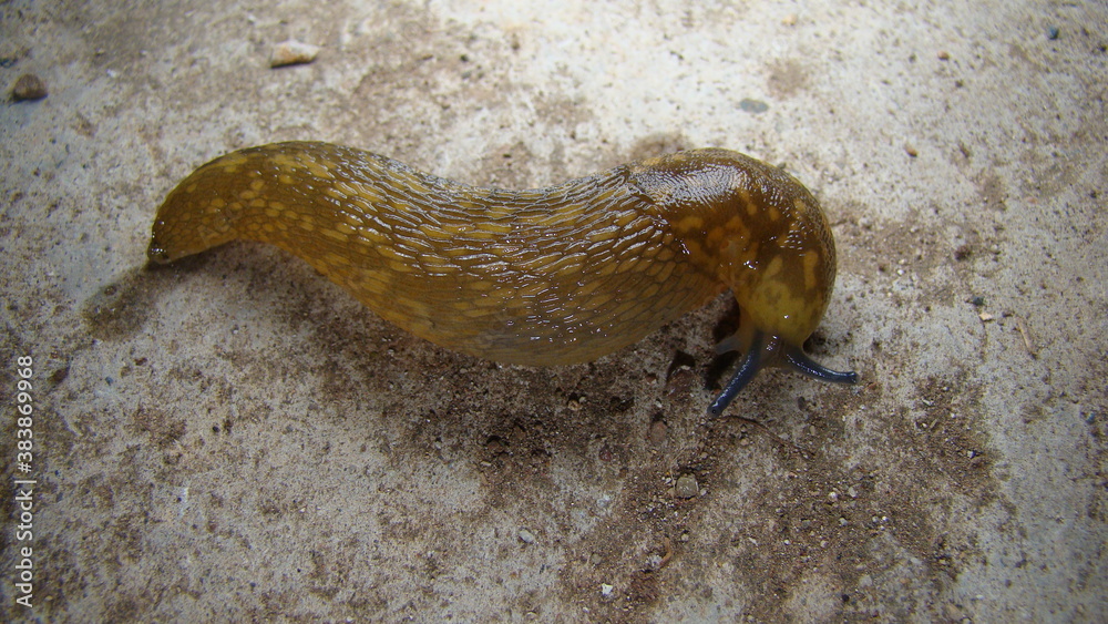 slug crawling on wetlands stump Tentacle of shell-less terrestrial ...