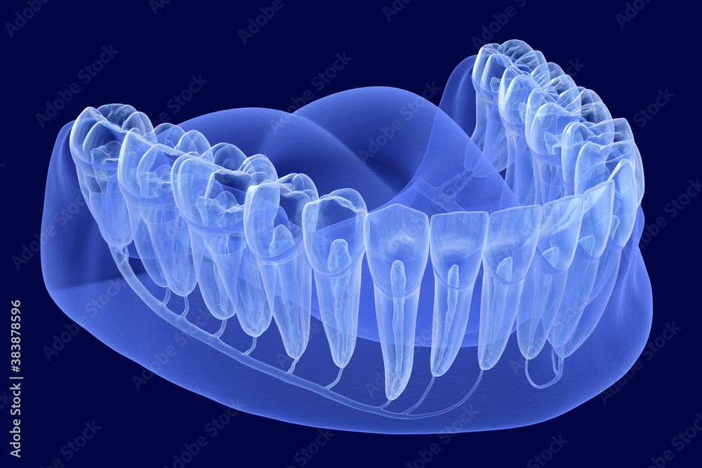 Teeth root anatomy, Xray view. Medically accurate dental 3D ...