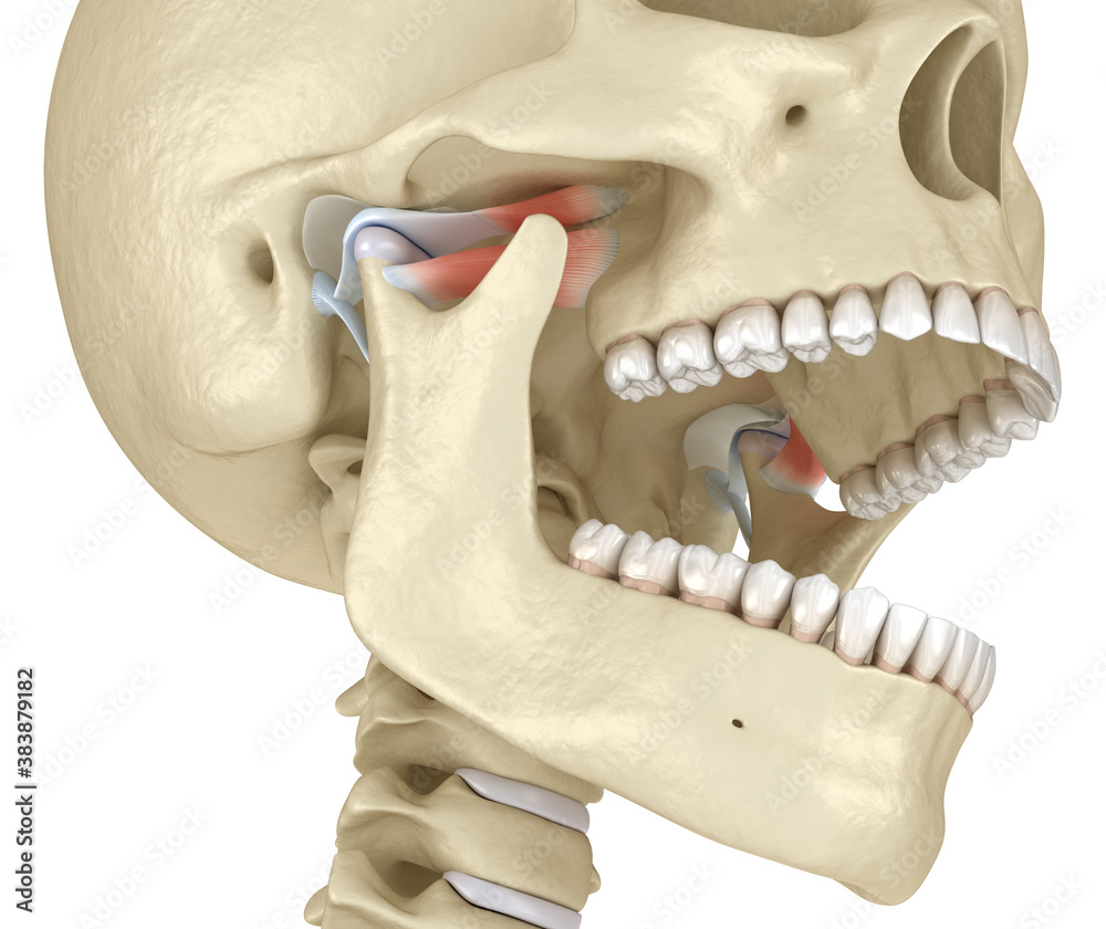 Tmj The Temporomandibular Joints Healthy Occlusion Anatomy Medically