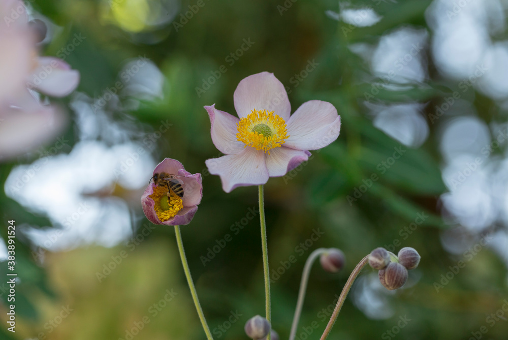 Flower and unripe seedheads Anemone hupehensis var. japonica (Japanese ...