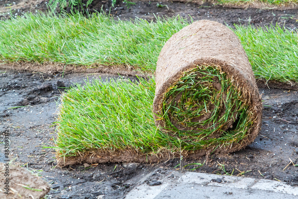 stacking of roll green lawn grass. Laying lawn grass in rolls at place ...