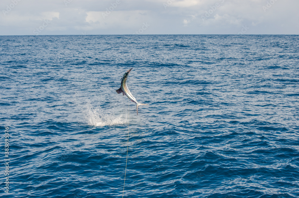 Sailfish jumping Stock Photo | Adobe Stock
