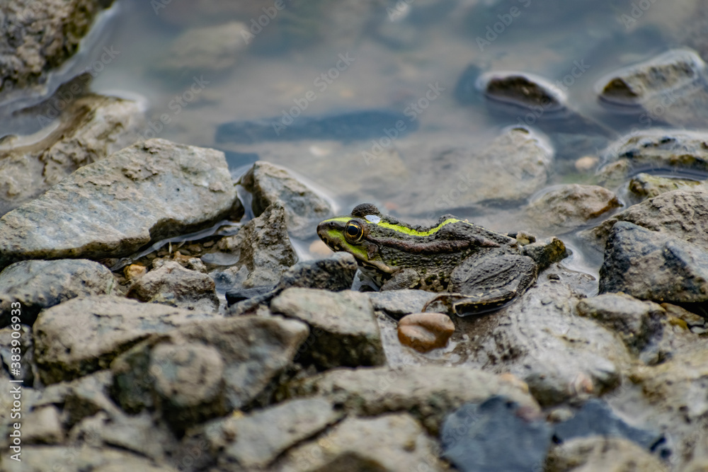 Colorful green frog with expressive eyes, sitting among rocks and ...