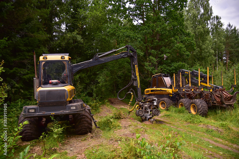 Pine forest harvesting machine at work during clearing of a plantation ...
