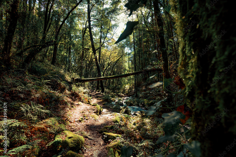 Colorful landscape of a rain forest during a bright day with sun beams ...