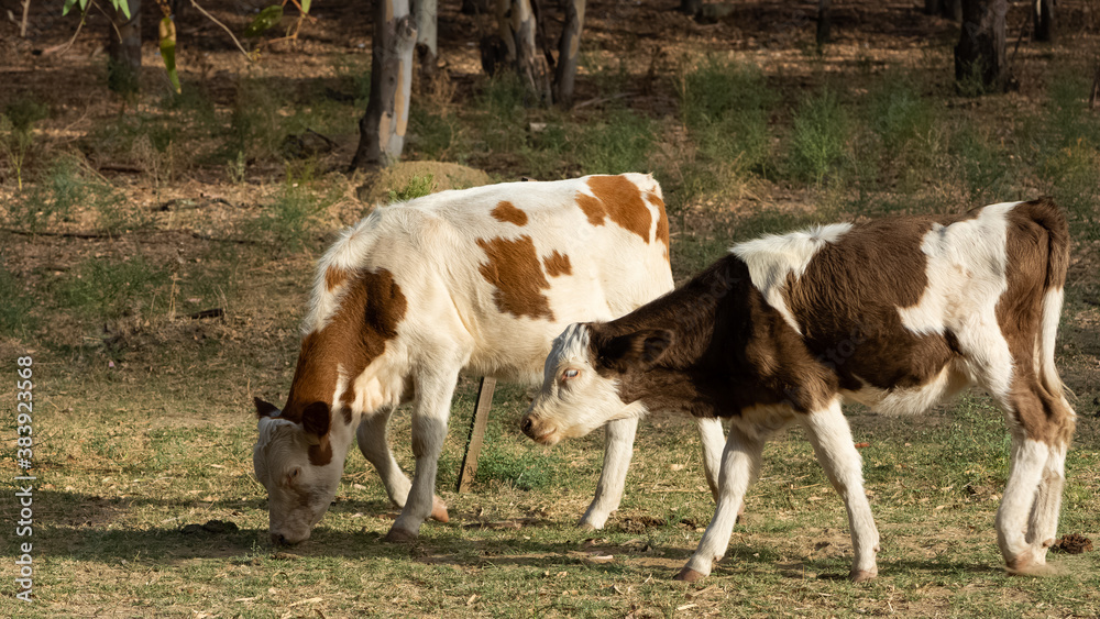cattle photos. photos of dairy cows and calves. Stock Photo | Adobe Stock