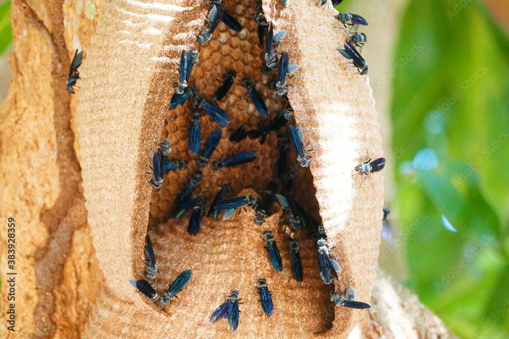 Synoeca cyanea wasps in the tropical forest. Commonly known as warrior ...
