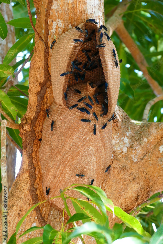 Fotografia do Stock: Synoeca cyanea wasps in the tropical forest ...