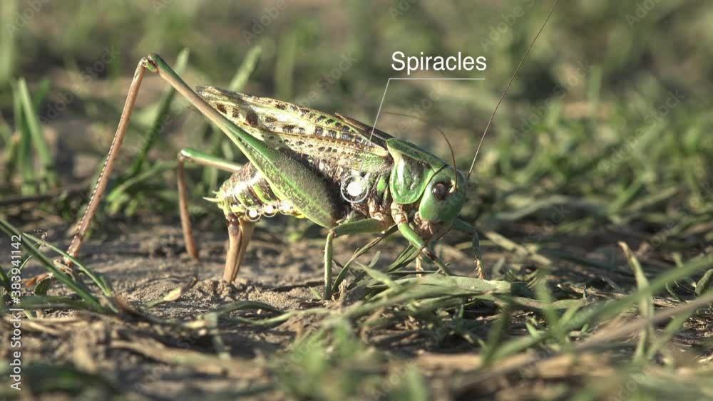 External Anatomy grasshopper diagram, Study Notes on Grasshopper ...