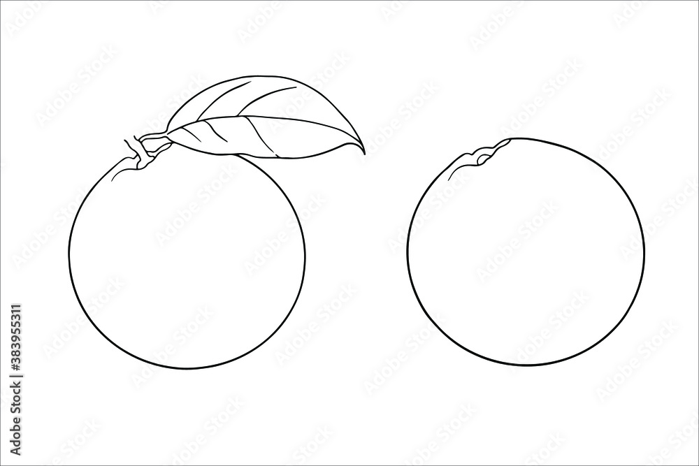 Orange fruit vector black and white outline. Isolated linear icon of ...