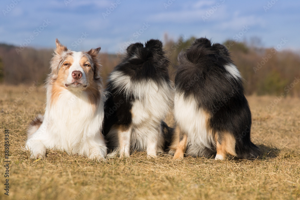 Funny picture of two sheepdog breeds border collie and shetland ...