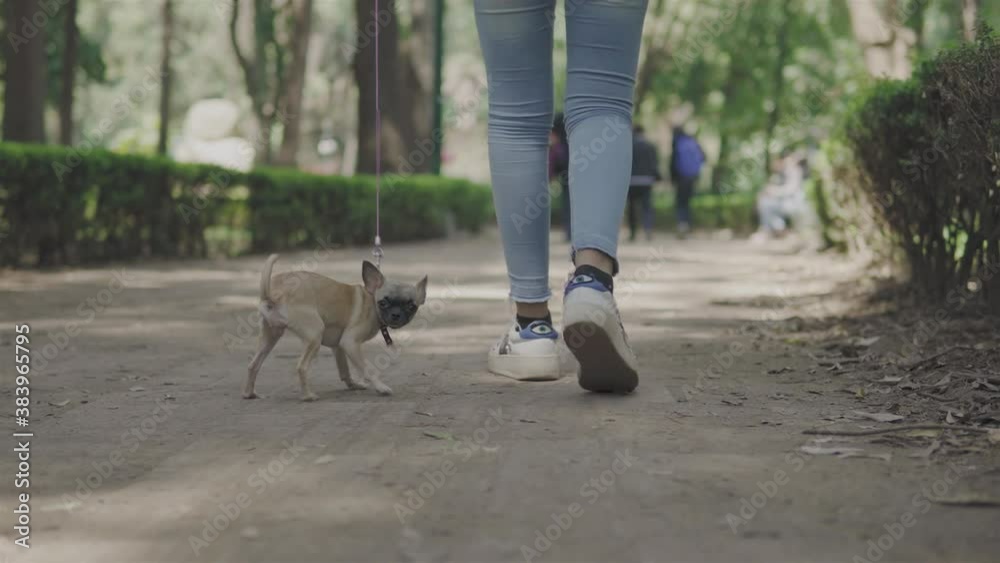 Vídeo do Stock: Vista de un perro chihuahua caminando por el parque al ...