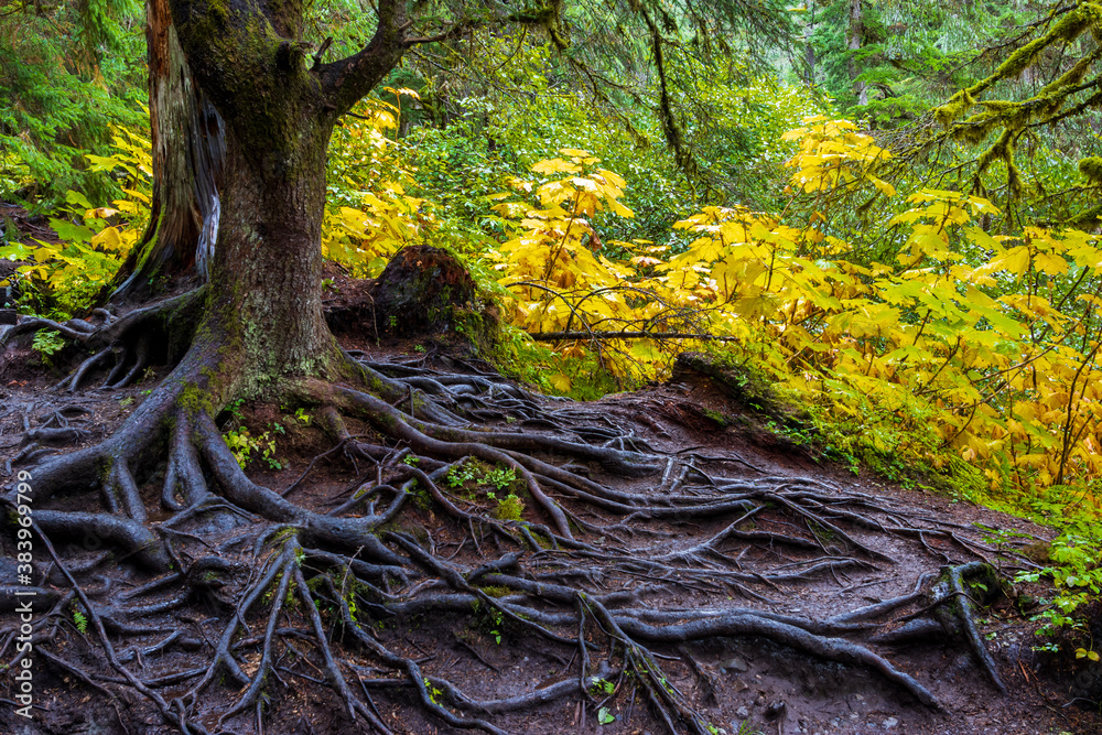 Spooky tree and scary exposed tree roots in mysterious Alaskan rain ...