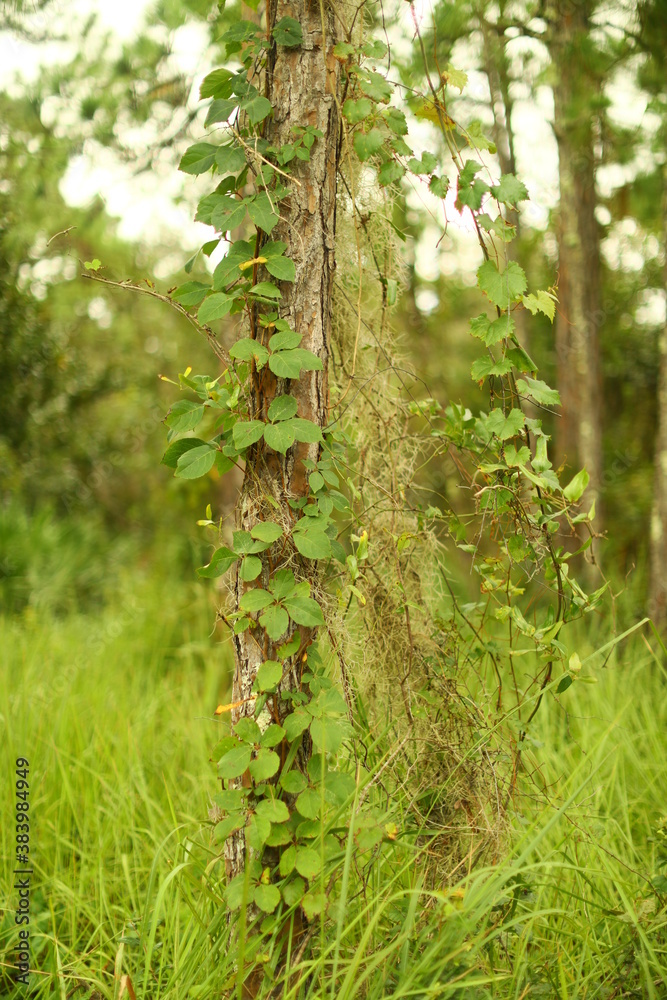 Kudzu vine on pine tree invasive plant in Florida Stock Photo | Adobe Stock