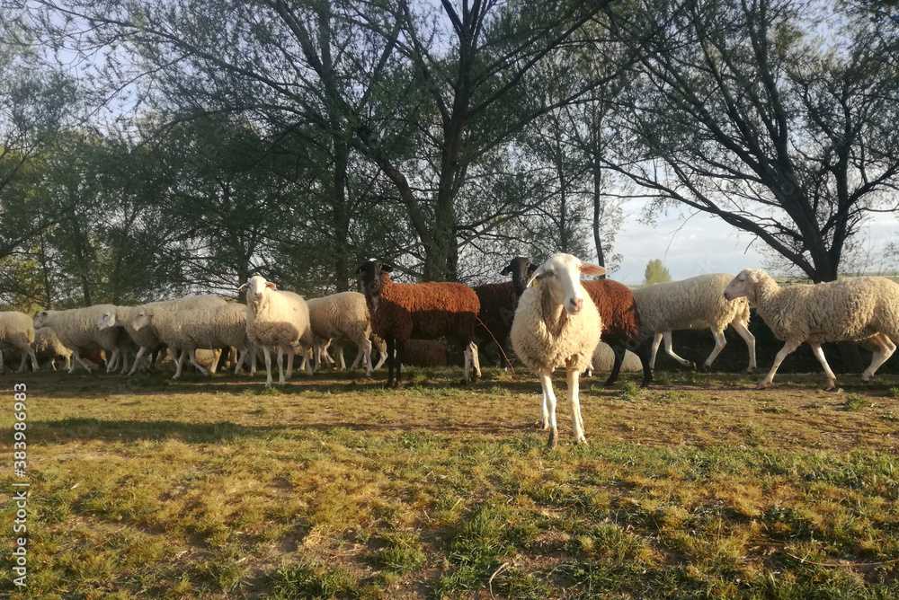 Ruminant domestic mammalia. Ovine cattle breeding. White and black ...