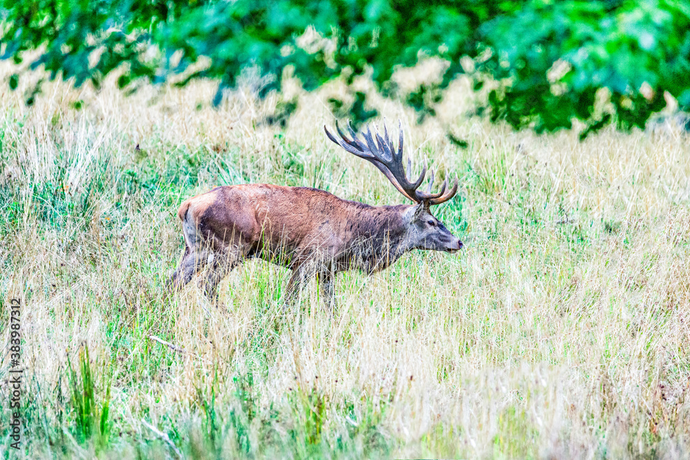 Big old red deer with huge antlers passing from left to right under the ...