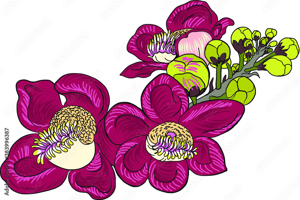 Hand drawn Sal tree isolate vector,cannonball tree tropical flowers in ...