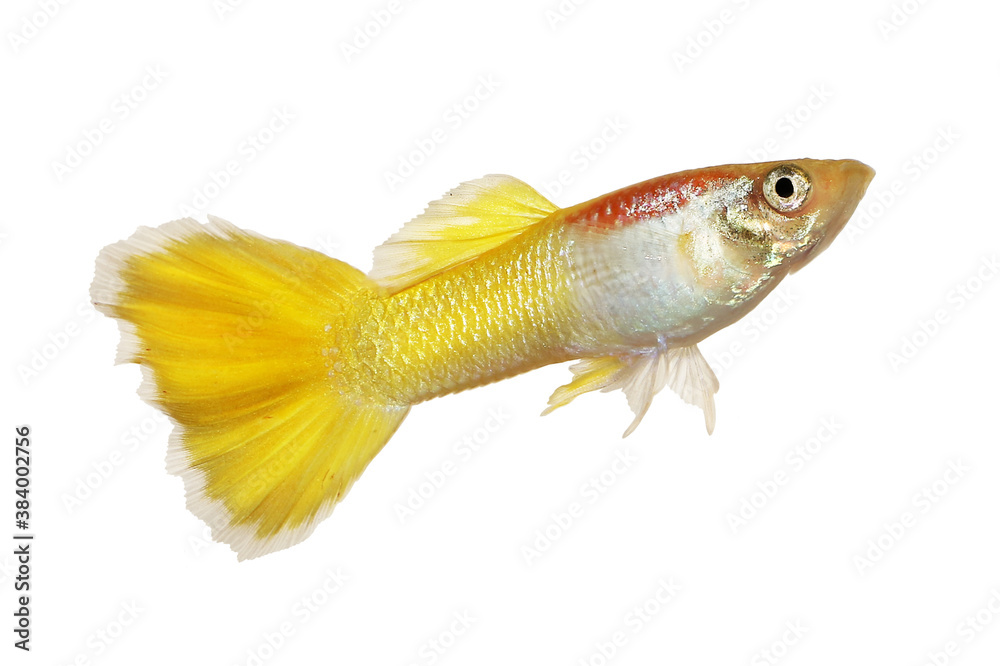 Guppy Poecilia reticulata colorful rainbow tropical aquarium fish Stock ...