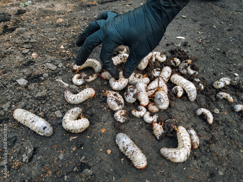 Large white larvae of beetles (cockchafer) lie on the soil near female ...