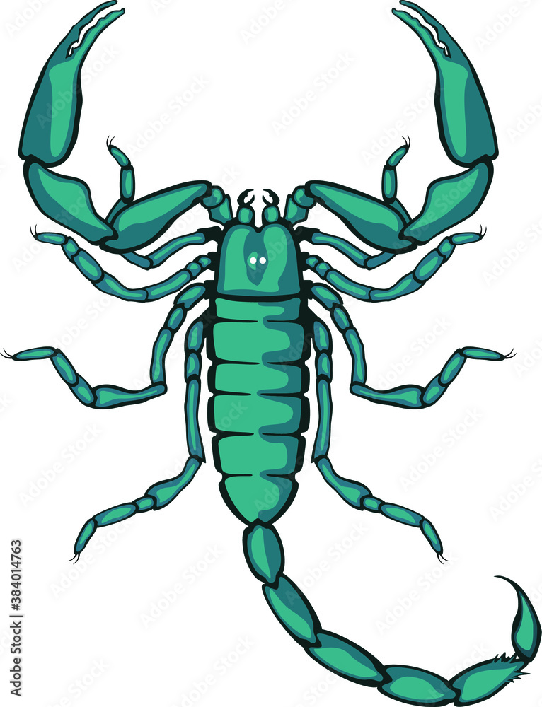 scorpion top view vector color illustration Stock Vector | Adobe Stock
