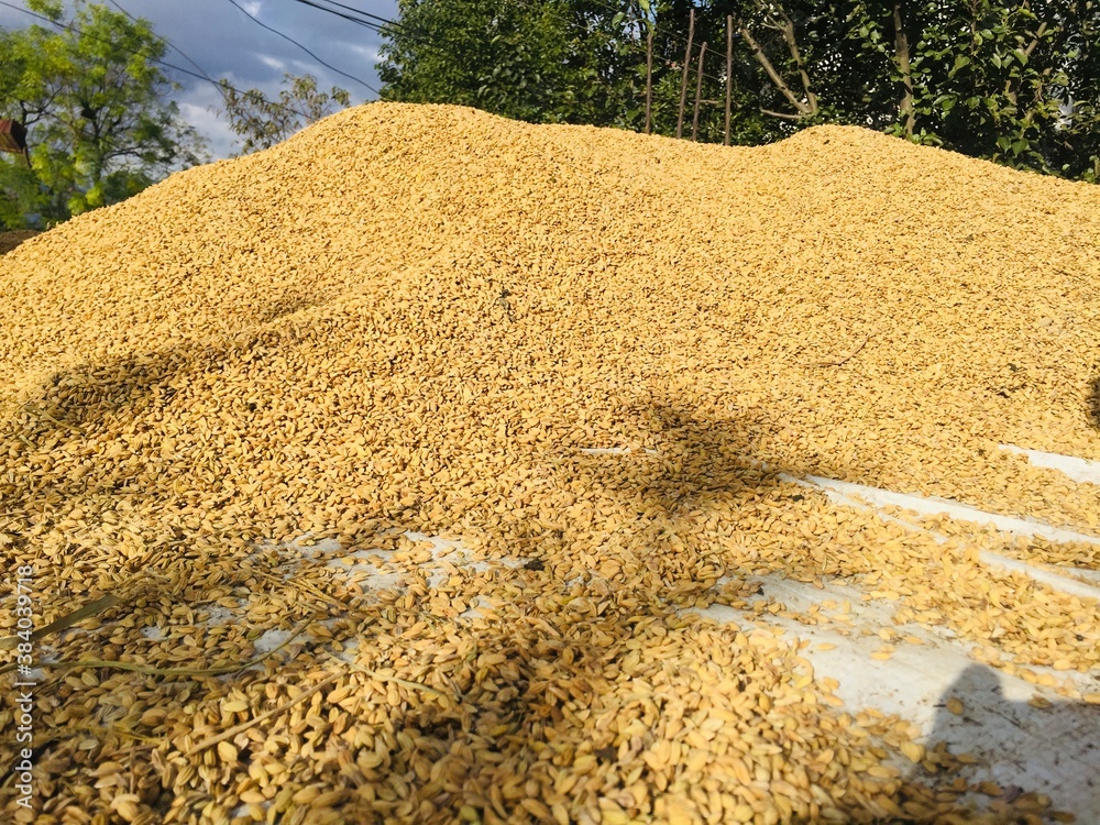 Drying of the rice grain in the sunlight after harvest.traditional ...