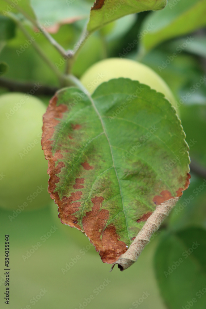 Apple tree leaves with brown spots and edges defromations damaged by ...