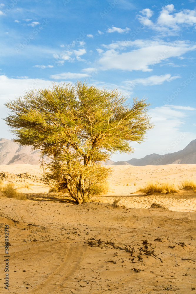 Green plant in the Sahara desert. Saharan Cypress or Tarout (Cupressus ...