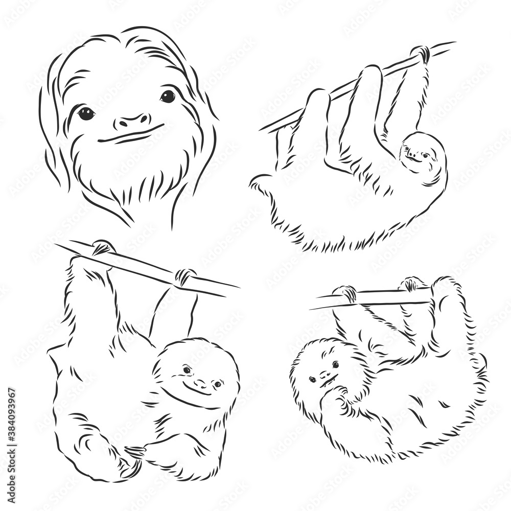 Sloth outline illustration, sloth, vector sketch illustration Stock ...
