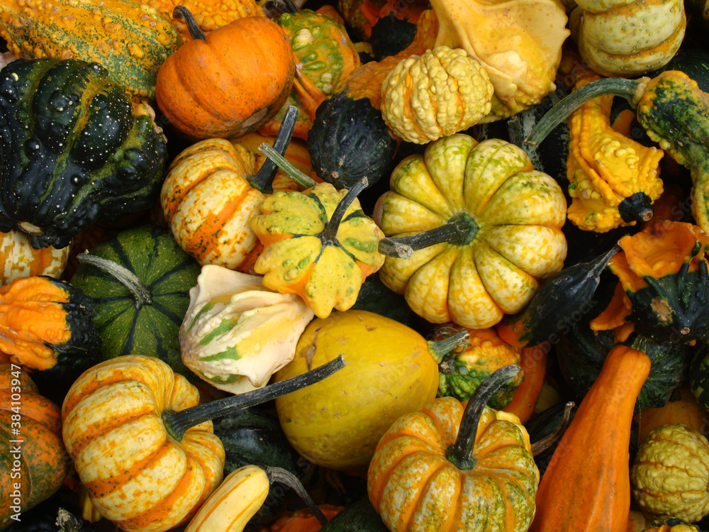 Colorful cucurbita pepos on a farmers market stall in Frankfurt am Main ...