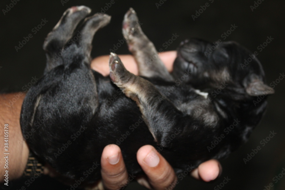 German Shepherd Just Born