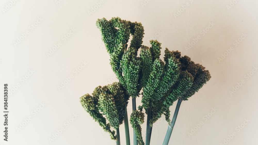 Ragi plant Stock Photo | Adobe Stock