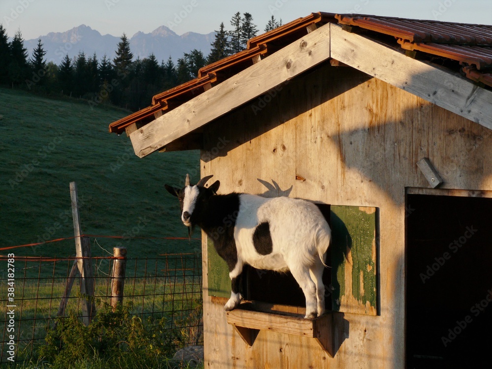 Ziege vor ihrem Stall auf dem Auerberg in Bayern Stock Photo | Adobe Stock
