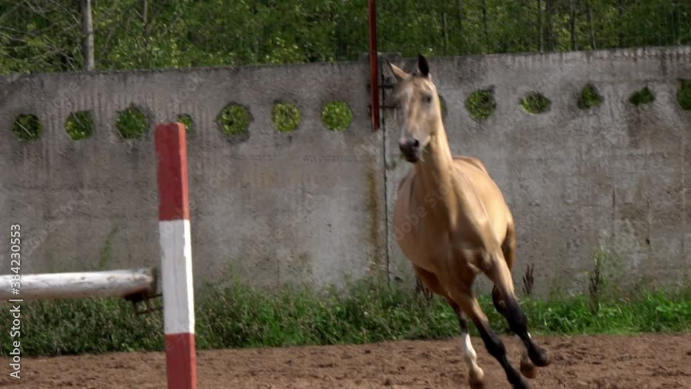 Beautiful akhal-teke horse running on show jumping field in slow-motion ...