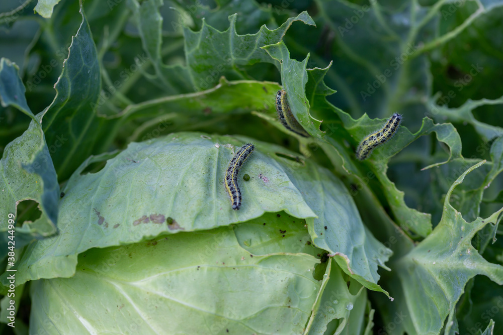 The caterpillar larvae of the cabbage white butterfly eating the leaves ...