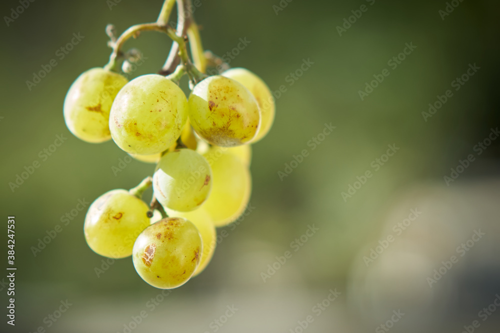 uvas de parra 100% ecologicas y naturales Stock Photo | Adobe Stock