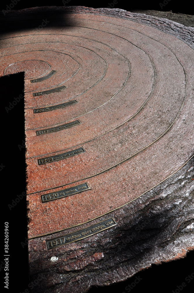 A cross section of a giant showing the growth rings of this ancient ...