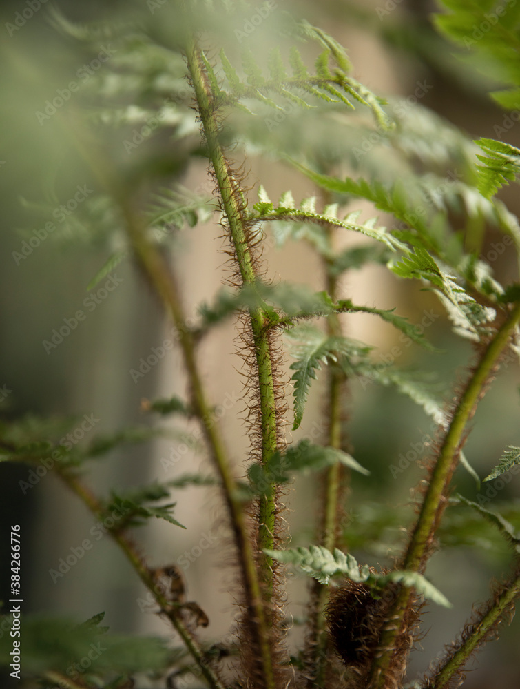 Exotic flora. Macro view of a Cyathea cooperi fern, also known as Tree ...