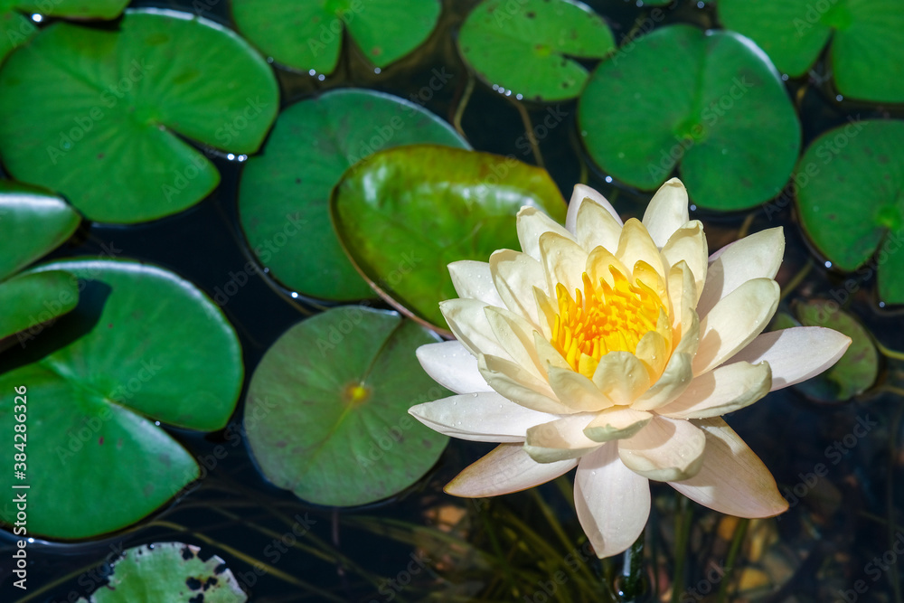Nymphaea nouchali also known as Nymphaea stellata, dwarf water lily in ...