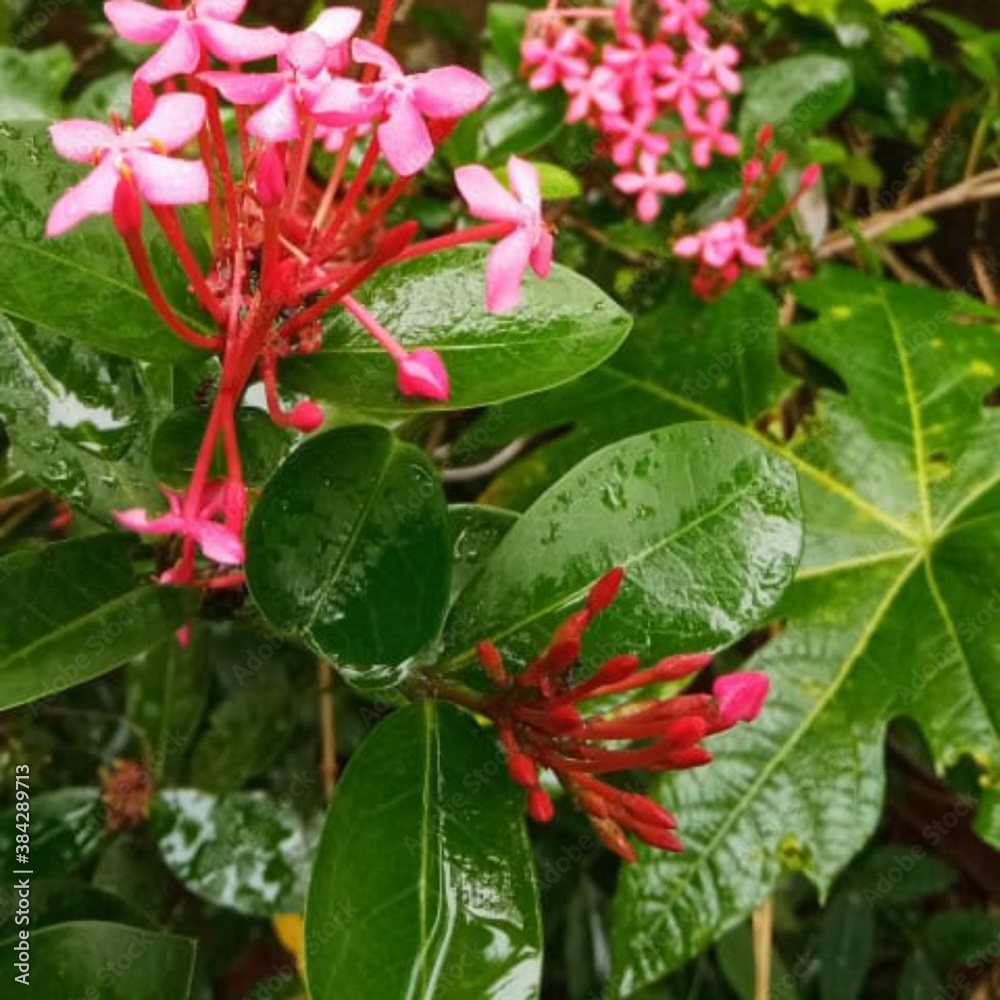Thechi povu flower beautiful flower thechi povu,Ixora coccinea.Ixora ...
