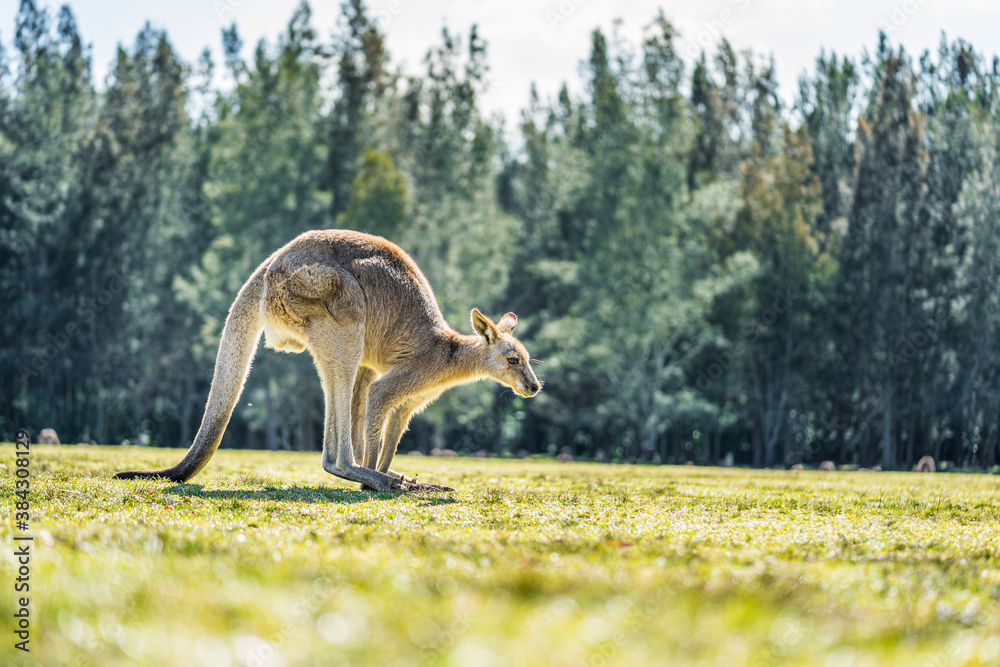 Kangaroo in country Australia - these marsupials are a symbol of ...