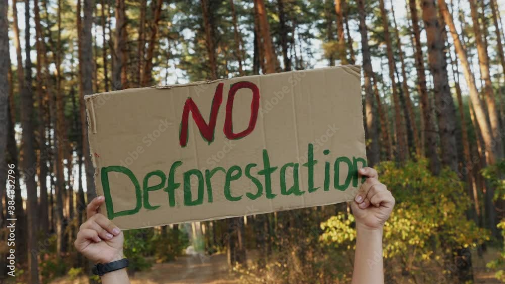 Dolly zoom. Close-up of a No deforestation message cardboard poster in ...