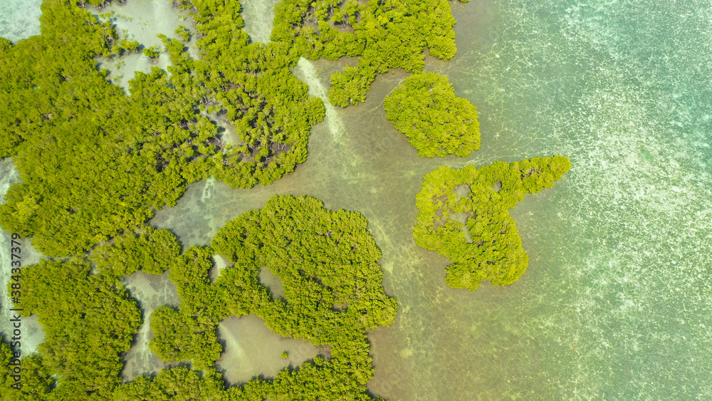 Mangrove trees in the water on a tropical island. An ecosystem in the ...